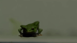 Peekaboo